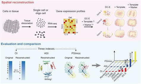 Advanced Science 韩敬东 Carlo Vittorio Cannistraci团队开发转录组数据空间重构新算法 北京大学定量生物学中心