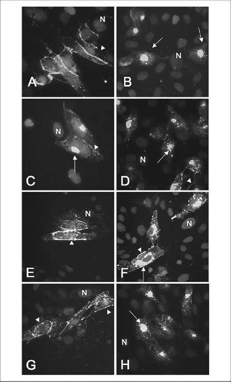 Effect Of Point Mutations In The Carboxyl Terminus Of Sr Bi And Sr Bii