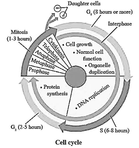 Notes Class 11 Science Biology Chapter 7 Cell Divisions Maharashtra