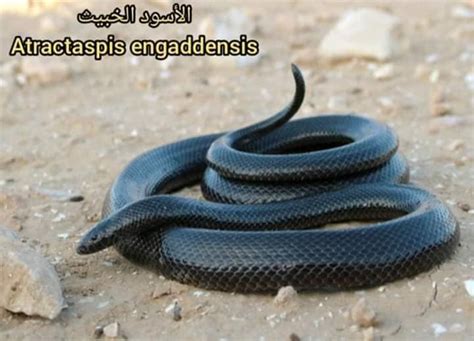 Snake Detection Model Classification Dataset And Pre Trained Model By Momen