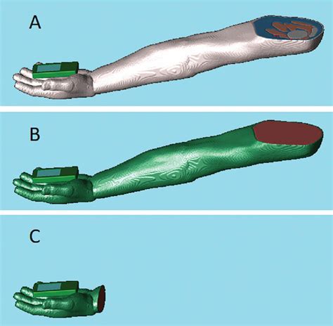 Arm Models Holding A Handset Model Panel A Is The 834 Mm Heterogeneous Download Scientific