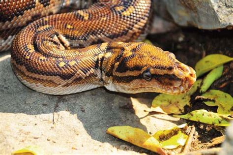 Angolan Python Care Tips And Secrets Reptiles Magazine