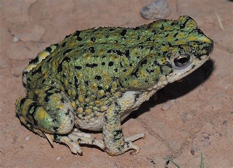Western Green Toad For Sale Reptiles For Sale