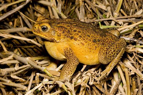Cane Toad Stock Image F0314588 Science Photo Library