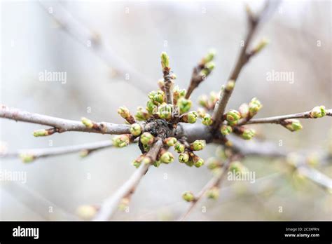 Close Up Of Tree Twigs With Buds Nature Waking Up At Spring With Tree Branch Full Of Buds Stock
