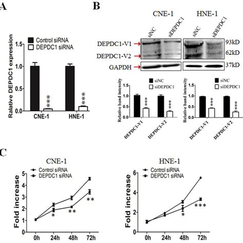 DEPDC1 Knockdown Inhibits NPC Cells Proliferation A B