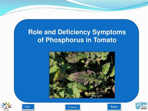 Ppt Role And Deficiency Symptoms Of Phosphorus In Tomato Powerpoint
