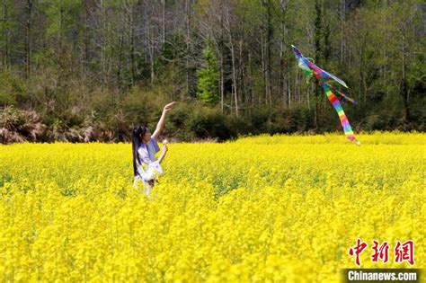 皖南油菜花盛开 千年古村迎客来 文化大观 华夏经纬网