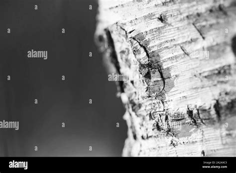 Bark Of A Birch Tree Closeup Black And White Stock Photo Alamy