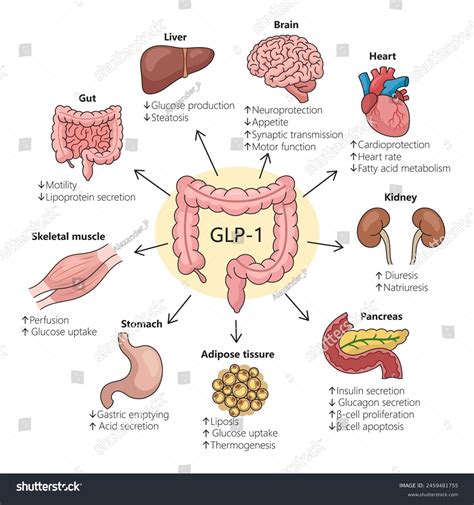 Bone Growth Human Development Ossification Process Stock Vector Royalty Free 2459481755