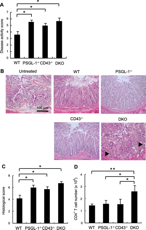 Figure 1 From P Selectin Glycoprotein Ligand 1 Negatively Regulates T Cell Immune Responses1
