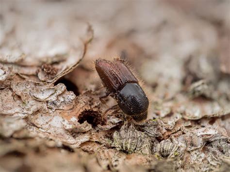 Big Data Modelling Can Indicate Risk Of Bark Beetle Attacks In Norway Spruce Forests
