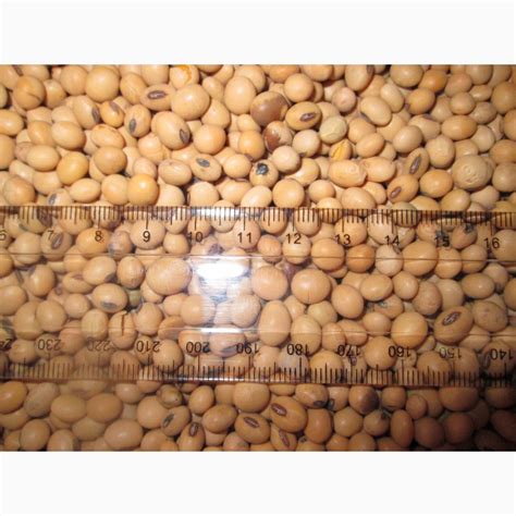 Продам сою бобы оптом — Agro-Kazakhstan