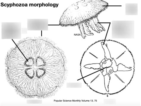 Diagram Of Scyphozoa Morphology Diagram Quizlet