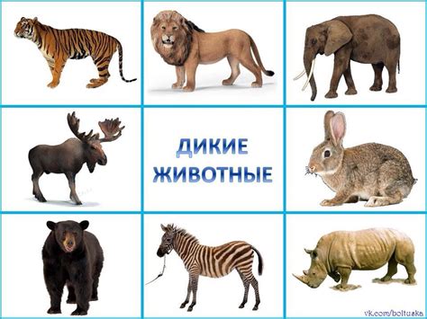 Картинки домашних животных для детей распечатать цветные