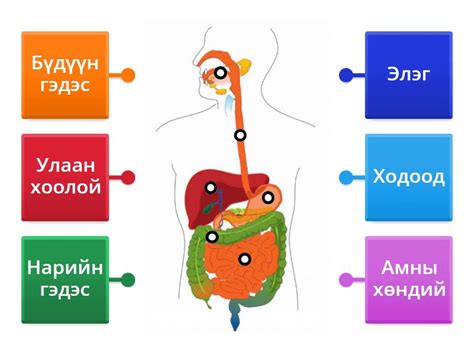 Хоол боловсруулах эрхтэн тогтолцоо Labelled Diagram