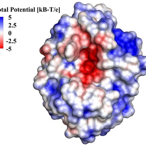 Electrostatic Potential Distribution On The Active Site View Of The