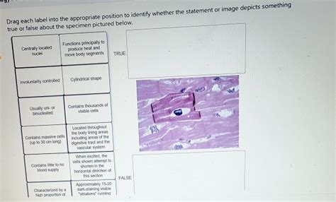 Solved Drag Each Label Into The Appropriate Position To