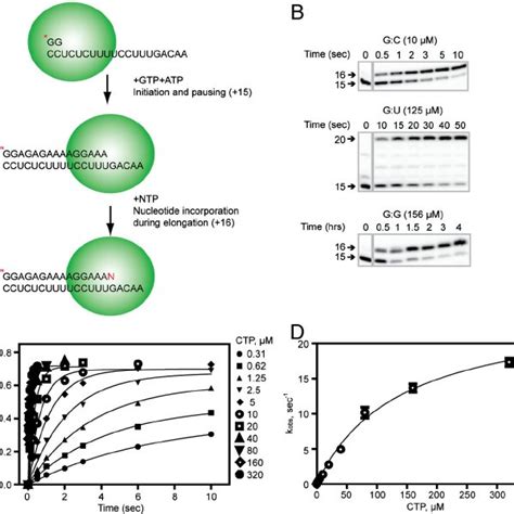 Pre Steady State Kinetics Of Single Nucleotide Incorporations The Download Scientific Diagram