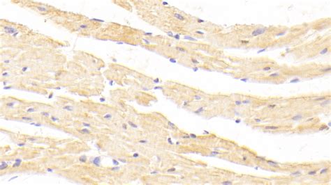 Polyclonal Antibody To Myostatin Mstn Polyclonal Antibody Cloud