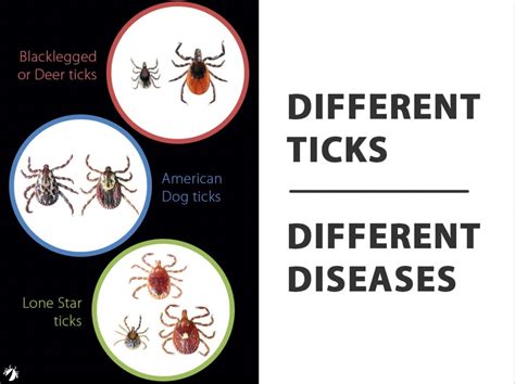 DIFFERENT TICKSDIFFERENT DISEASES TickEncounter