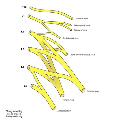 Lumbar Plexus Structure And Branches Anatomy Tutorial Lumbar Plexus
