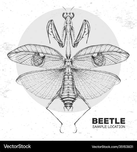 Praying Mantis Face Drawing