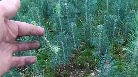 ვერცხლისფერი ნაძვი Blue Spruce Youtube