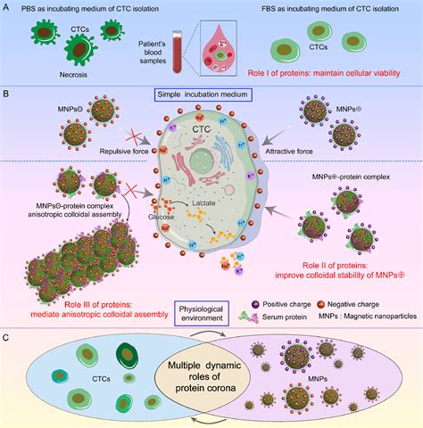 Circulating Tumor Cell Isolation For Cancer Diagnosis And Prognosis Ebiomedicine