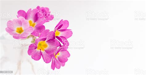 흰색 배경에 투명한 유리 꽃병에 분홍색 앵초 봄 컨셉 축제 배경 선택적 초점 복사 공간 0명에 대한 스톡 사진 및 기타 이미지 Istock