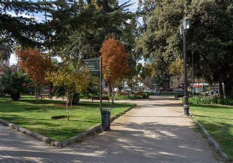 El Plátano Oriental O El árbol Más Odiado De Chile En Primavera