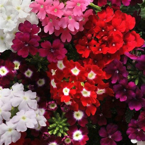 Trailing Verbena Mix Verbena Pendula Premier Seeds Direct