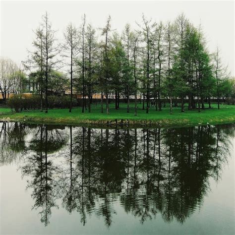 Premium Photo Reflection Of Trees In Pond