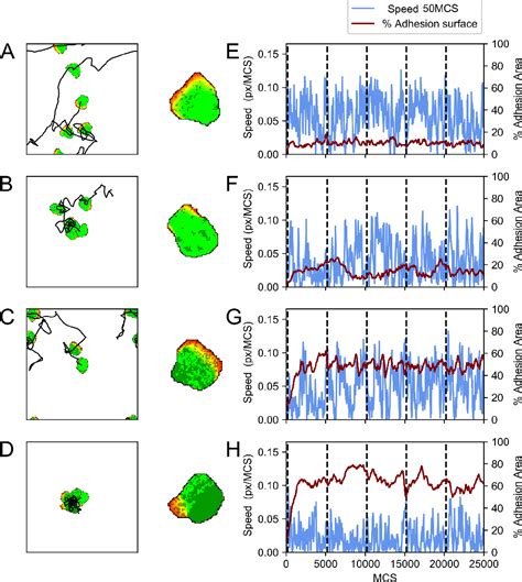 Figure 3 2 From Cell Matrix Adhesion Affects Cell Motility Mode From Short Term Persistent To