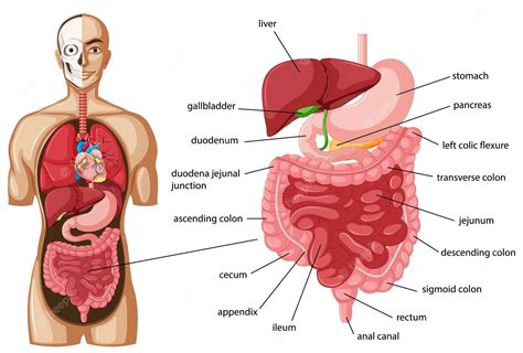 Digestive System University Quiz Quizizz