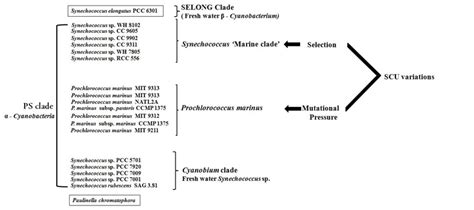 Diagrammatic Representation Of Three Clades In The Download Scientific Diagram