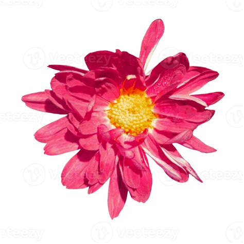 Flower Elements Png 21168550 Png
