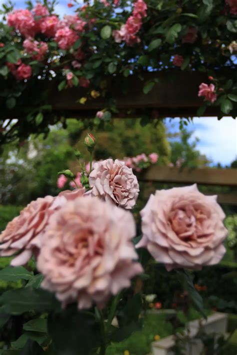 Rose Pruning Inspired Exteriors