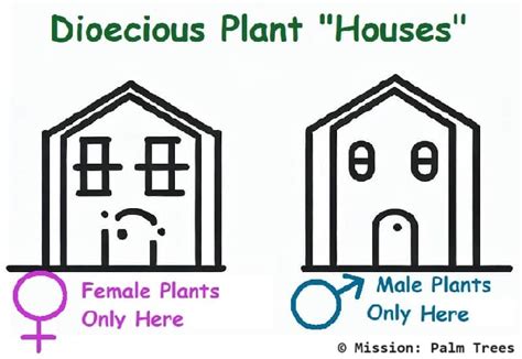 Dioecious Vs Monoecious What It Means For Palm And Plant Biology