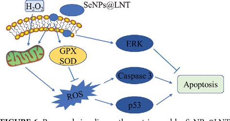 Figure 6 From Inhibition Of H2o2 Induced Apoptosis Of Gc2 Spg Cells By Functionalized Selenium