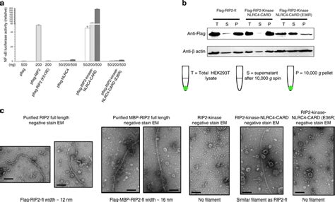 Rip2 Forms A Filamentous Structure Upon Activation A Nf κb Promotor Download Scientific