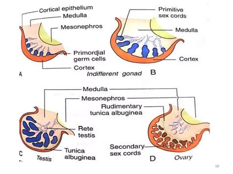 Sexual Growth Development Pptx