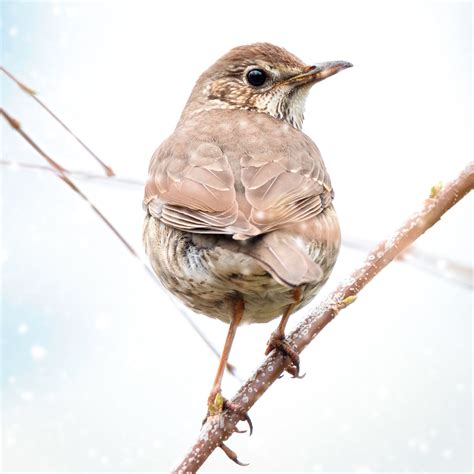 Thrush Gaze Microsoft Edge Addons