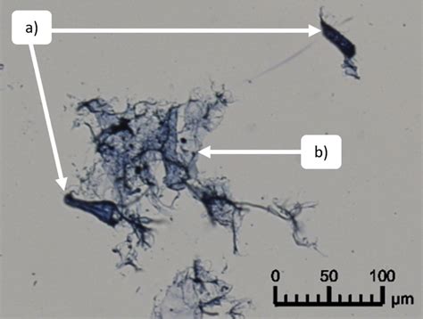 Exemplary Microscope Image Showing Flakes And Fibrils A Flakes B