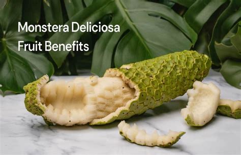 Monstera Deliciosa Fruit Benefits Exotic And Nutritious