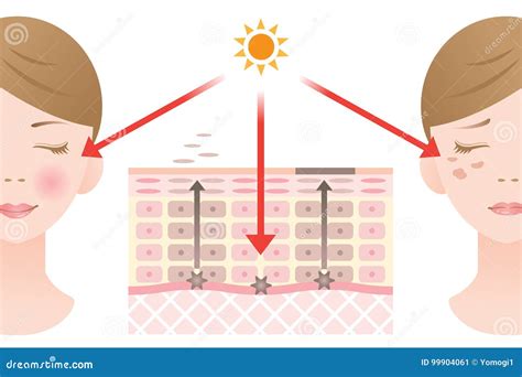 Skin Cell Turnover Anatomy And Woman Face Melanin And Melanocytes In