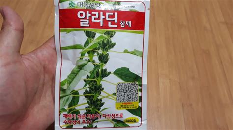 참깨심는시기참깨파종시기 And 참깨재배 방법 총정리 네이버 블로그
