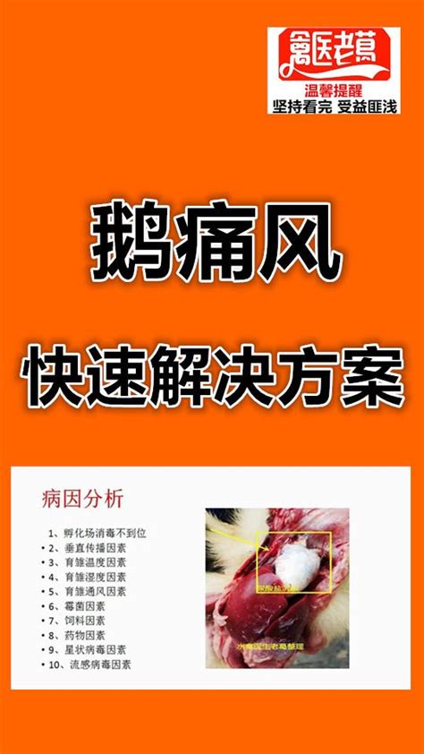 禽医老葛讲：鹅痛风的症状和治疗鹅痛风怎么快速治疗小鹅痛风吃什么药最好 知乎