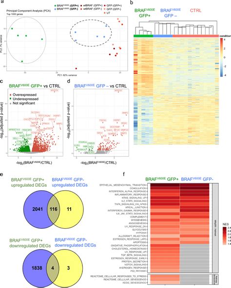 Global Gene Expression Analysis Upon Oncogene Activation A Principal Download Scientific