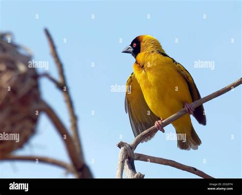 Village Weaver Spotted Backed Weaver Dorfweber Tisserin Gendarme